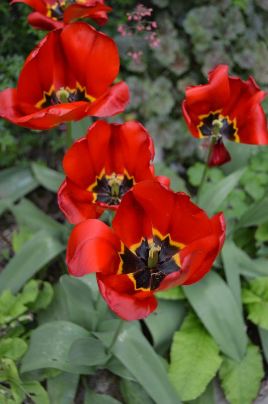 La tulipe rouge – BRICOLOKID.COM