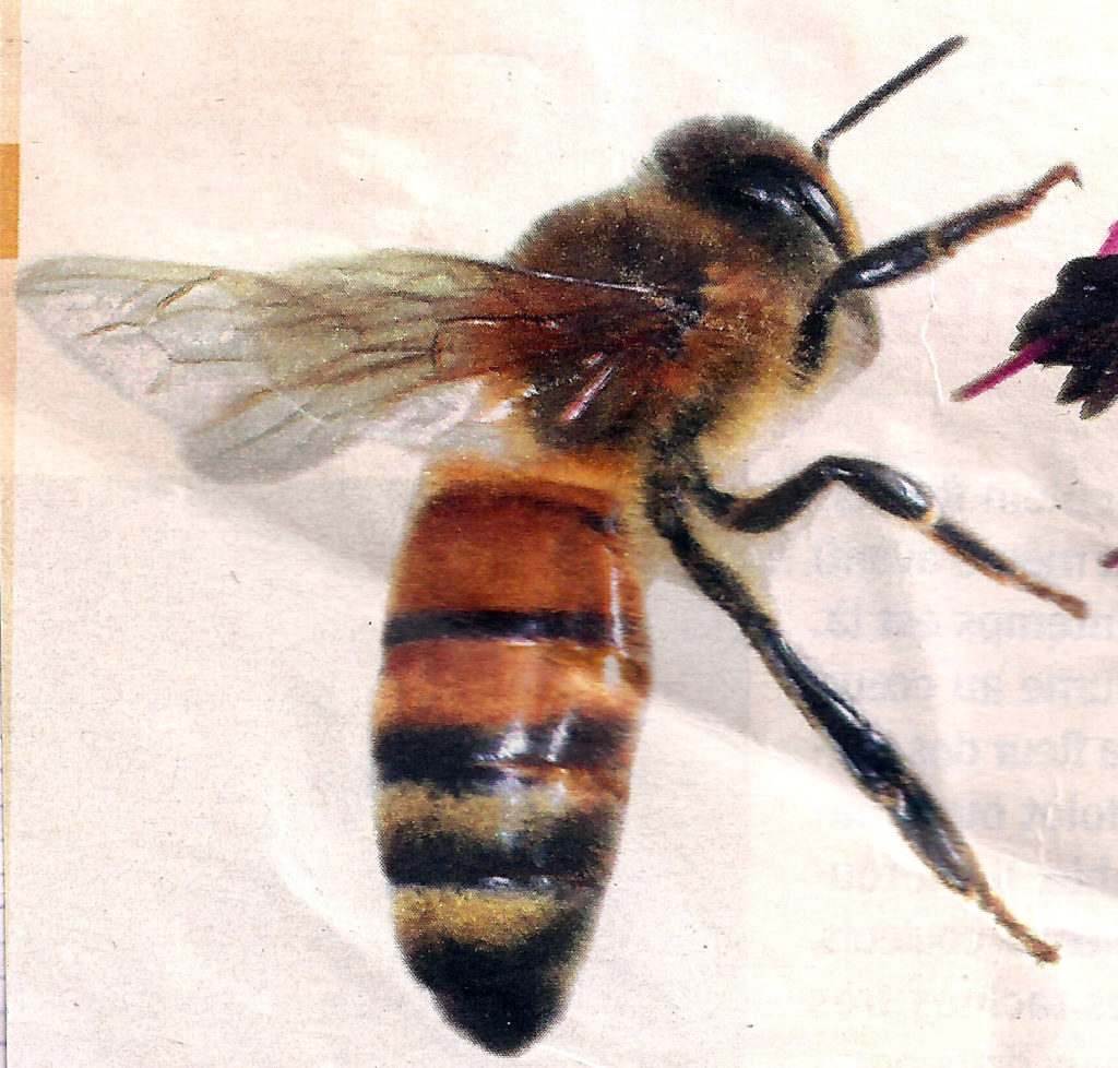 La vie de l’abeille – BRICOLOKID.COM