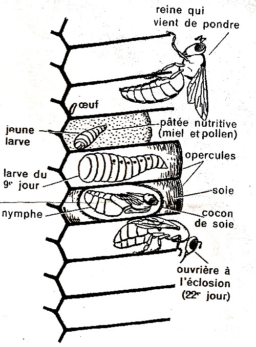 La vie de l’abeille – BRICOLOKID.COM